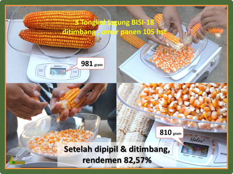 Mengenal si “Jagung Super” BISI-18 – jagungBISI.com