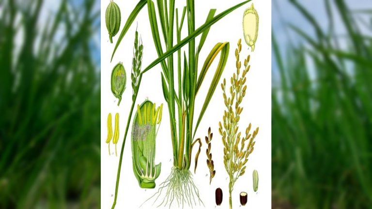 Taksonomi Tanaman Padi – jagungBISI.com